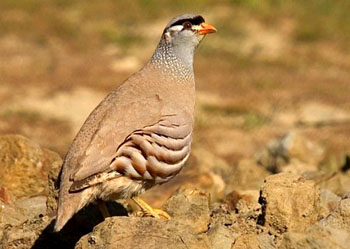 鹑族 Perdicini 蓝色动物学（中国动物学科普）